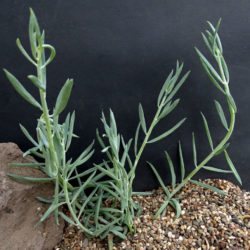 Curio ficoides (Big Blue Chalk Sticks) - World of Succulents