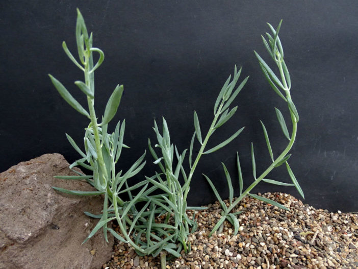 Curio ficoides (Big Blue Chalk Sticks) - World of Succulents