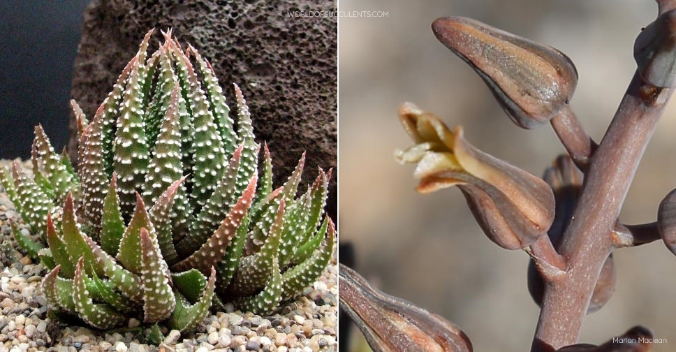 Tulista pumila (Pearl Plant) - World of Succulents