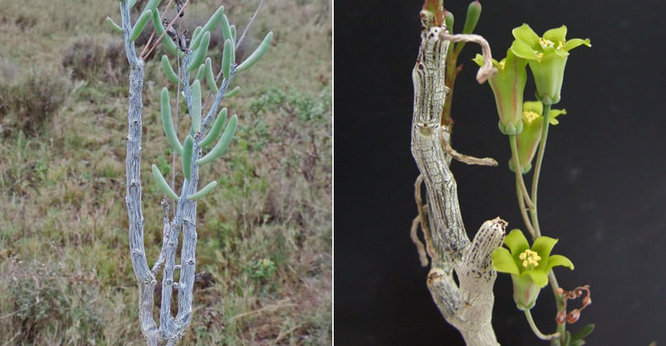 Tylecodon fragilis - World of Succulents