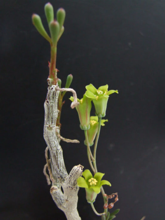 Tylecodon fragilis - World of Succulents