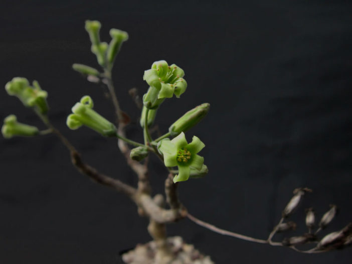 Tylecodon fragilis - World of Succulents