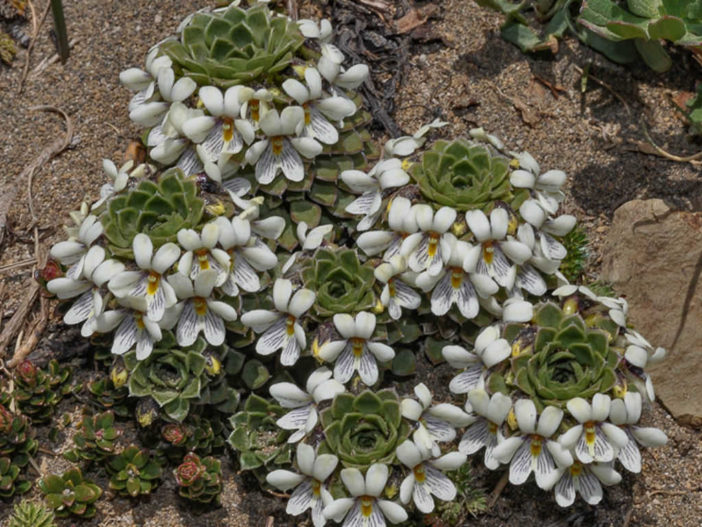Viola dasyphylla - World of Succulents