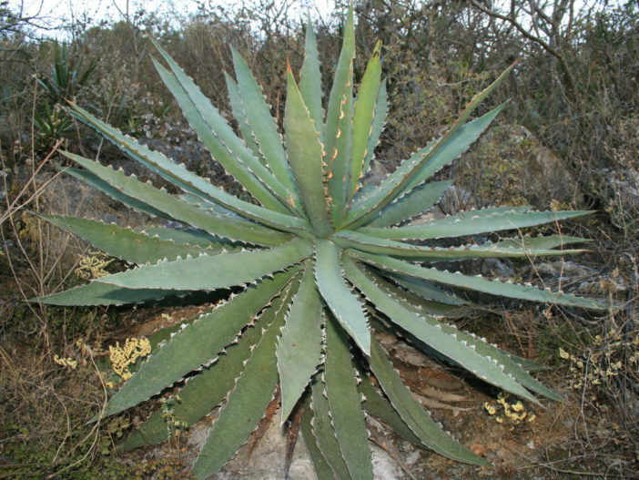 Agave xylonacantha (Saw Leaf Agave) - World of Succulents