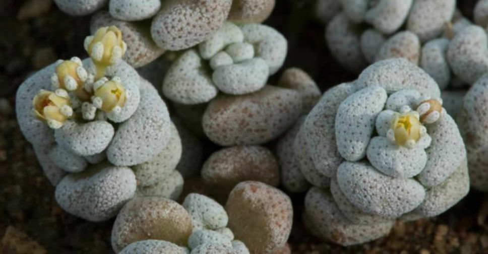 Crassula corallina subsp. macrorrhiza - World of Succulents