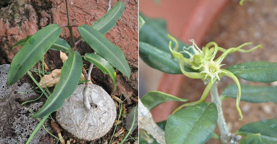 Fockea angustifolia - World of Succulents