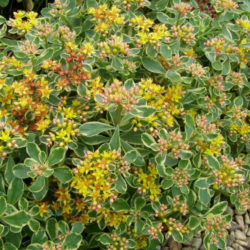Phedimus kamtschaticus 'Variegatus' (Russian Stonecrop) aka Sedum ...