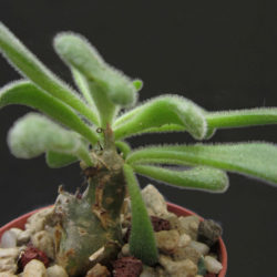 Tylecodon albiflorus - World of Succulents