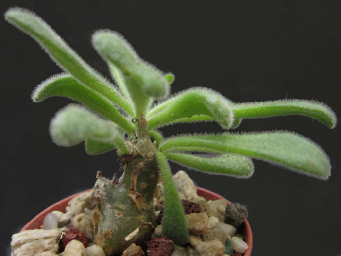 Tylecodon albiflorus - World of Succulents