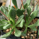 Tylecodon albiflorus - World of Succulents