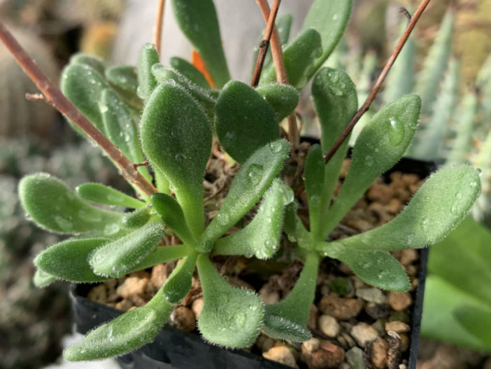 Tylecodon albiflorus - World of Succulents