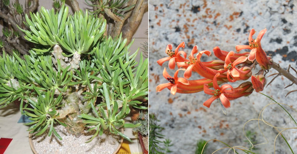 Tylecodon grandiflorus (Dwarf Butter Tree) - World of Succulents