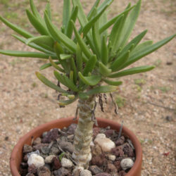 Tylecodon grandiflorus (Dwarf Butter Tree) - World of Succulents