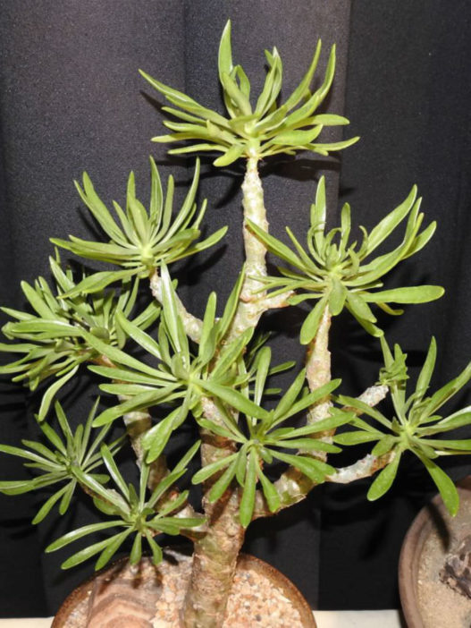 Tylecodon grandiflorus (Dwarf Butter Tree) - World of Succulents