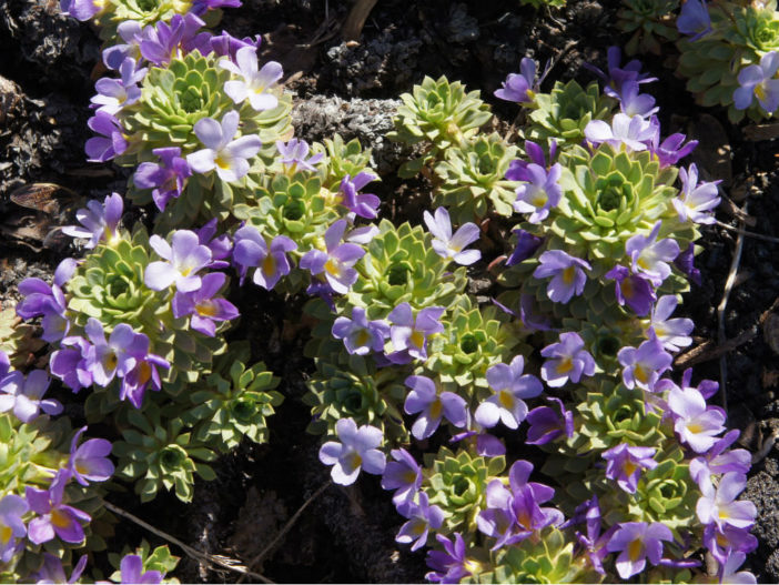 Viola cotyledon - World of Succulents