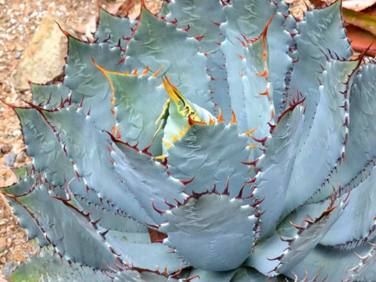 Agave guadalajarana (Guadalajara Agave) - World of Succulents