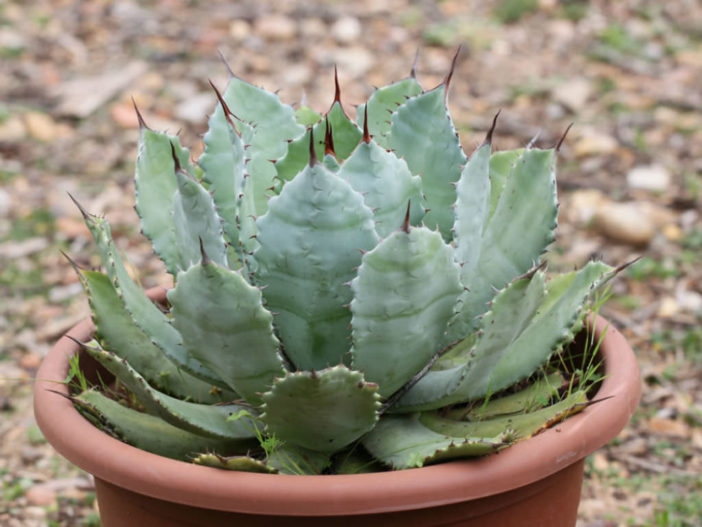 Agave guadalajarana (Guadalajara Agave) - World of Succulents
