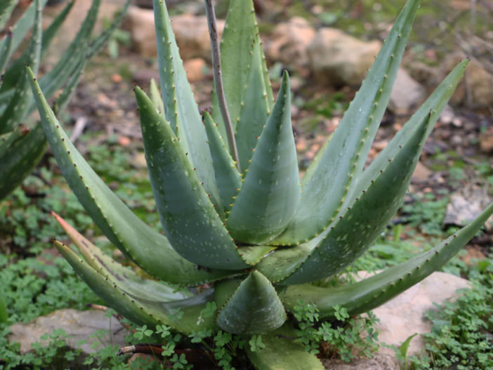 Aloe littoralis (Mopane Aloe) - World of Succulents