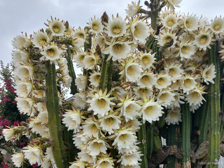 How to Grow and Care for Cereus - World of Succulents