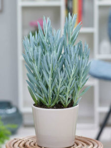 Curio ficoides 'Mount Everest' - World of Succulents