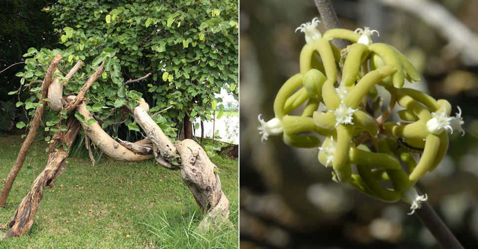 Fockea multiflora (Python Vine) - World of Succulents