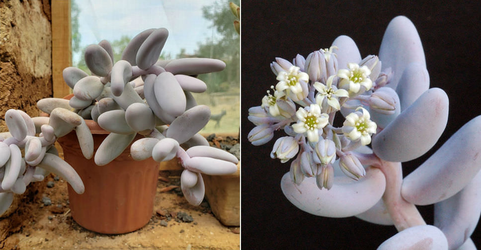 Sedum craigii - World of Succulents