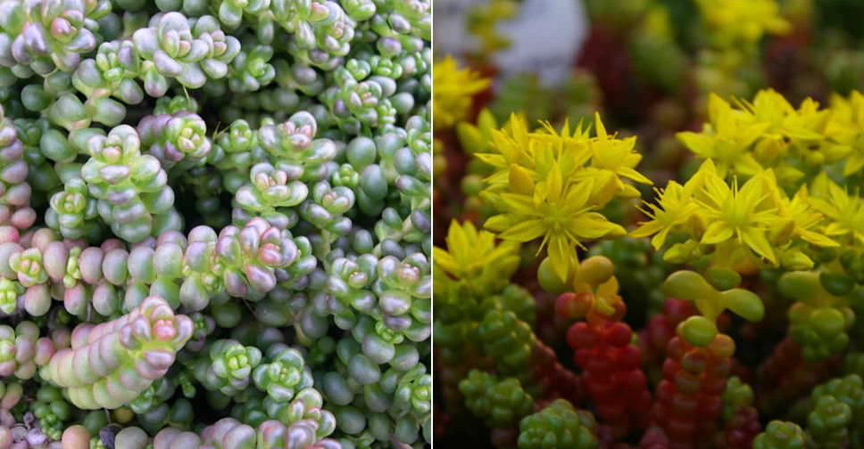 Sedum divergens (Spreading Stonecrop) - World of Succulents