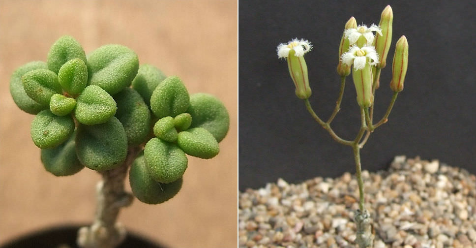 Tylecodon similis (Zigzag Butterbush) - World of Succulents