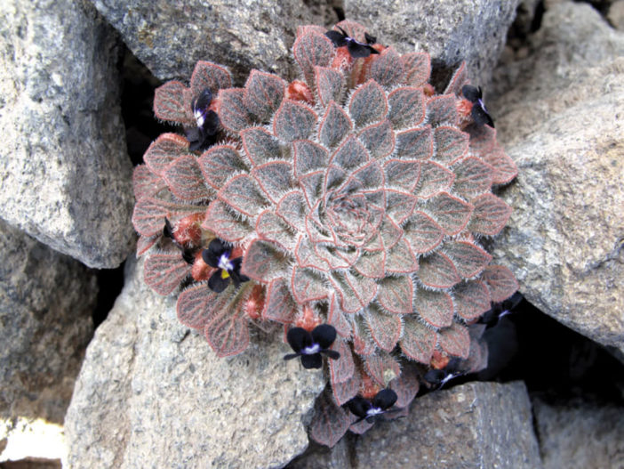 Viola montagnei - World of Succulents