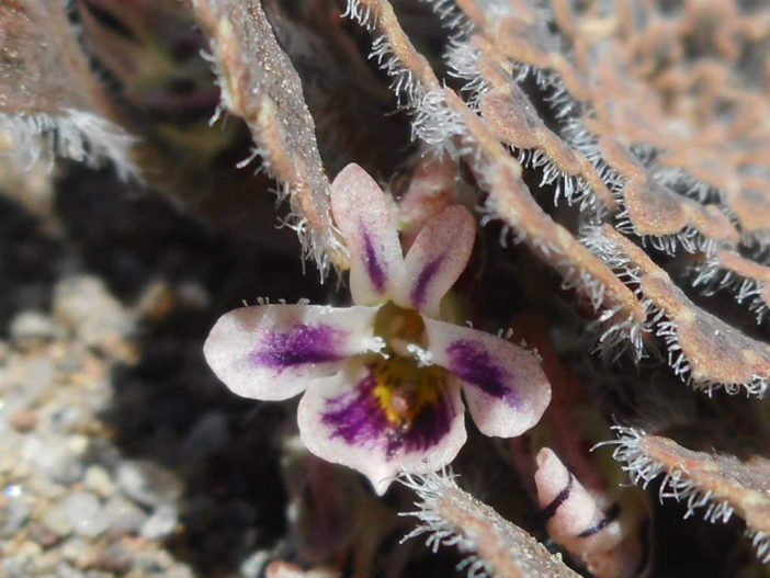 Viola tectiflora - World of Succulents