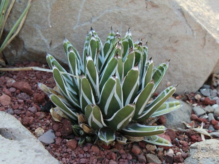 Agave pintilla - World of Succulents