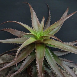 Aloe bussei - World of Succulents