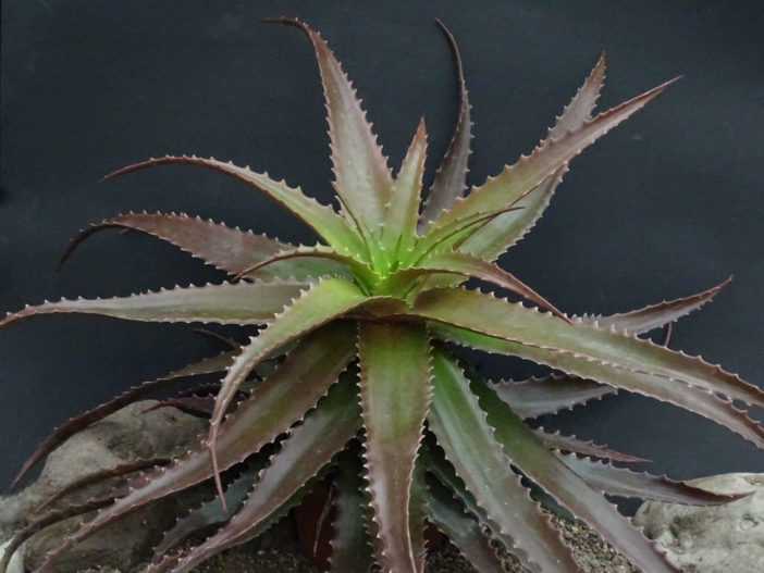 Aloe bussei - World of Succulents