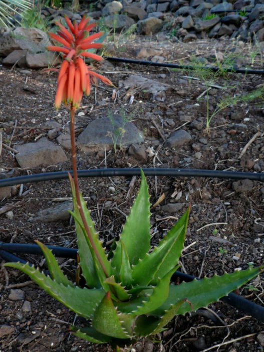 Aloe bussei - World of Succulents