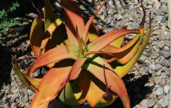 Gariep River Aloe | World of Succulents