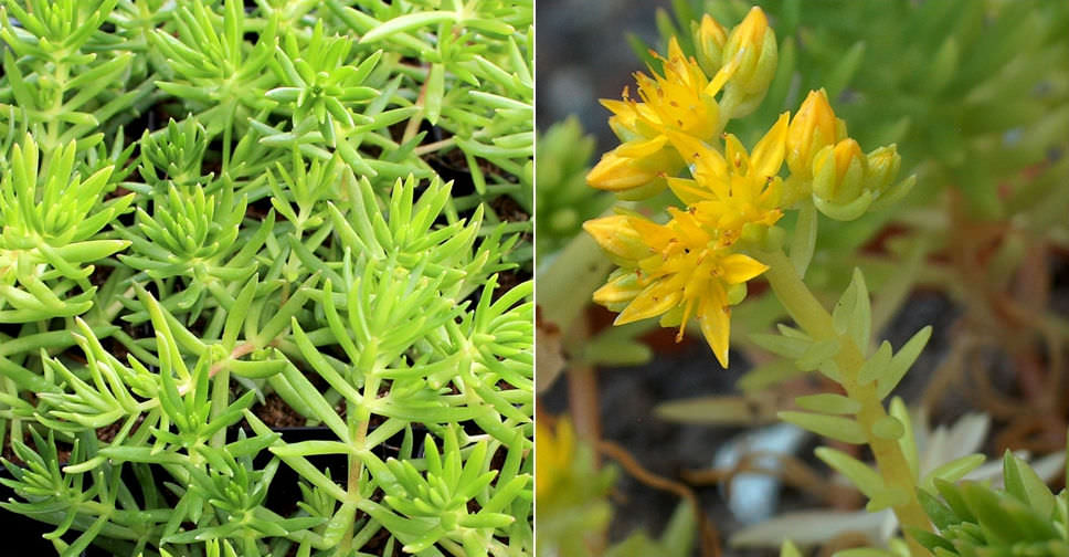 Sedum mexicanum (Mexican Stonecrop) - World of Succulents