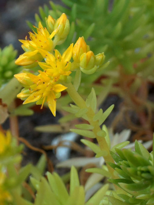 Sedum mexicanum (Mexican Stonecrop) - World of Succulents