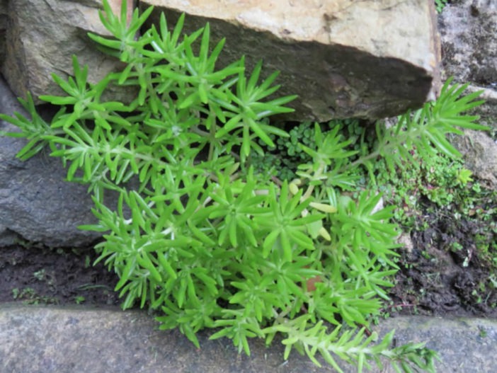 Sedum mexicanum (Mexican Stonecrop) - World of Succulents