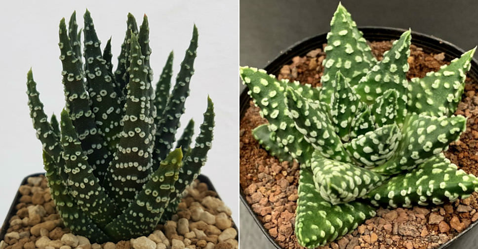 Tulista pumila 'Donuts' - World of Succulents