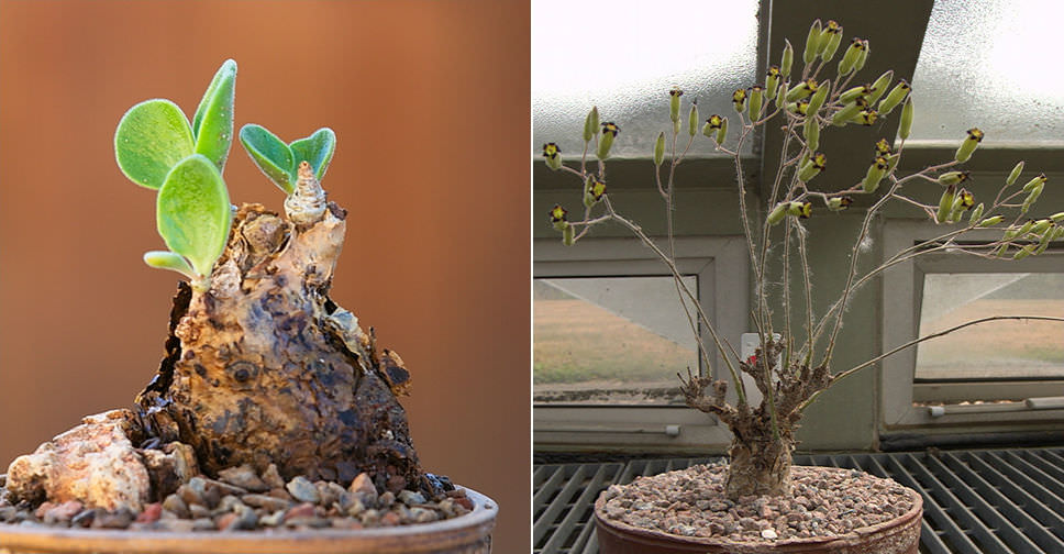 Tylecodon atropurpureus - World of Succulents