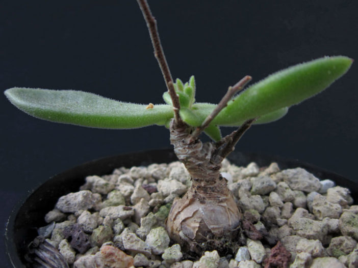 Tylecodon atropurpureus - World of Succulents