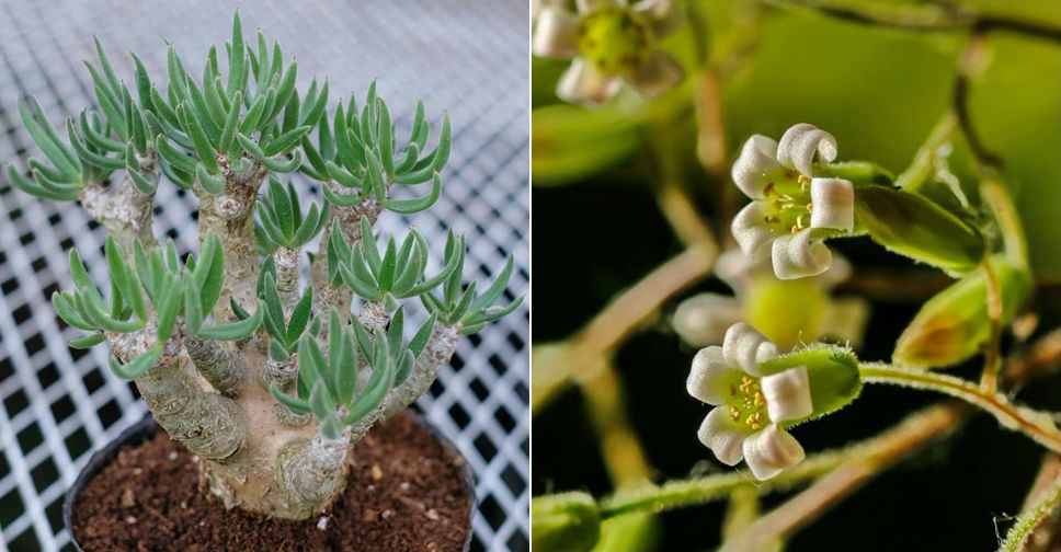 Tylecodon leucothrix (Bunny Ears) - World of Succulents