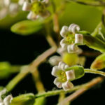 Tylecodon leucothrix (Bunny Ears) - World of Succulents