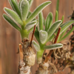 Tylecodon leucothrix (Bunny Ears) - World of Succulents