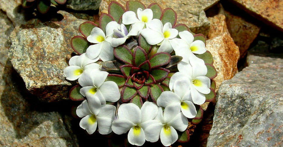 Viola sacculus - World of Succulents
