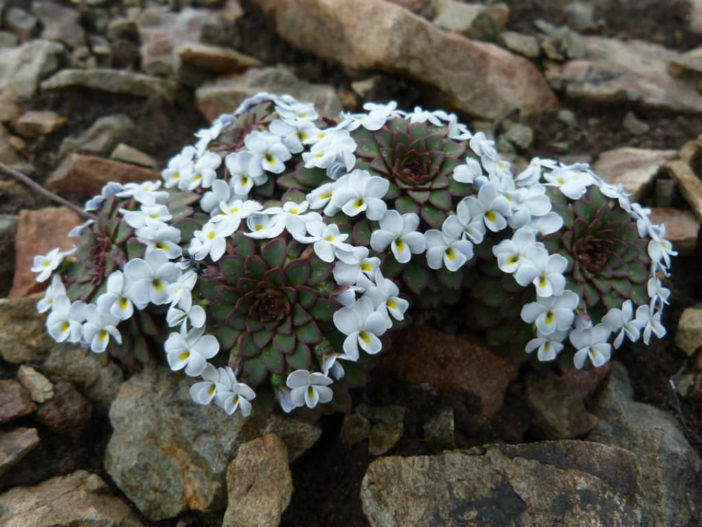 Viola sacculus - World of Succulents