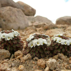 Viola sacculus - World of Succulents