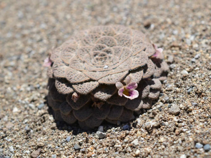 Viola trochlearis - World of Succulents