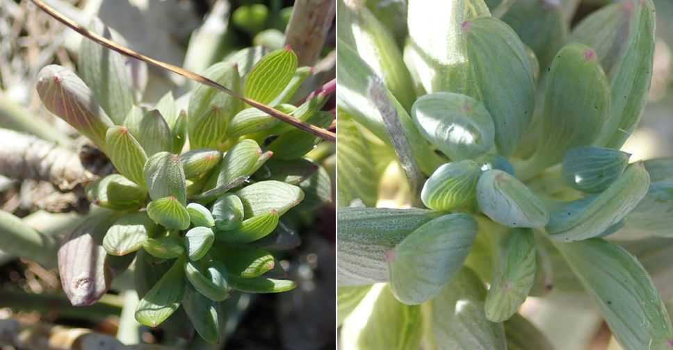 Curio archeri - World of Succulents