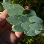 Curio muirii - World of Succulents